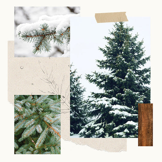 Frasier Fir® Pura Plus™ Diffuser Kit | Thymes